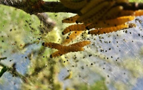 Comment différencier les mites alimentaires des mites de vêtement